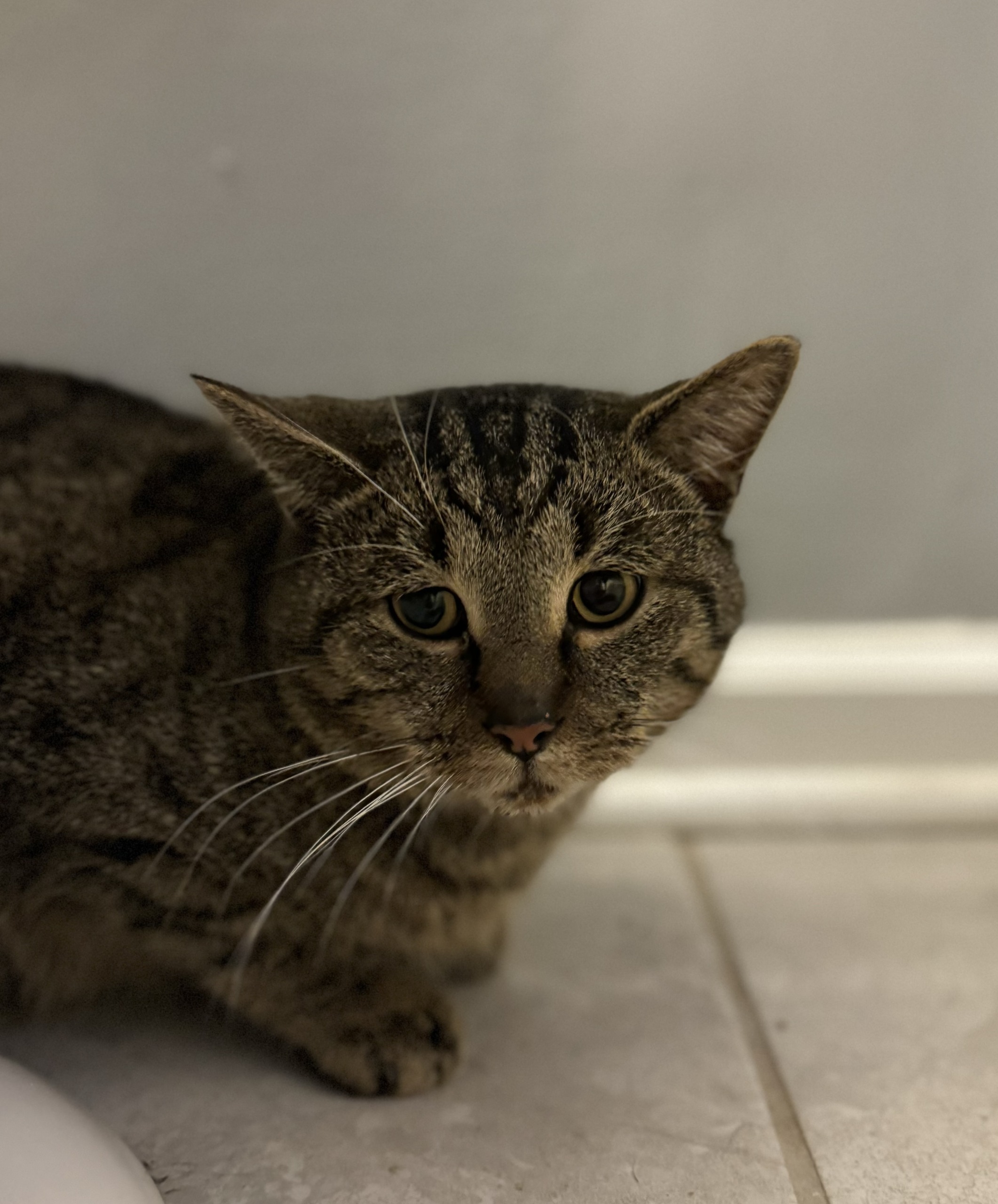 Found Cat, Alert #64786 Near West, found near Belmont and Turner - Indy ...